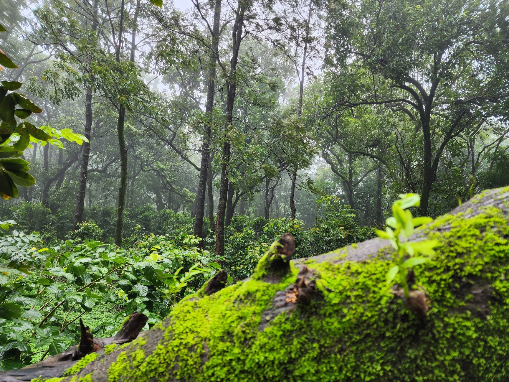 Kimi - 会推理解析，能深度思考的AI助手