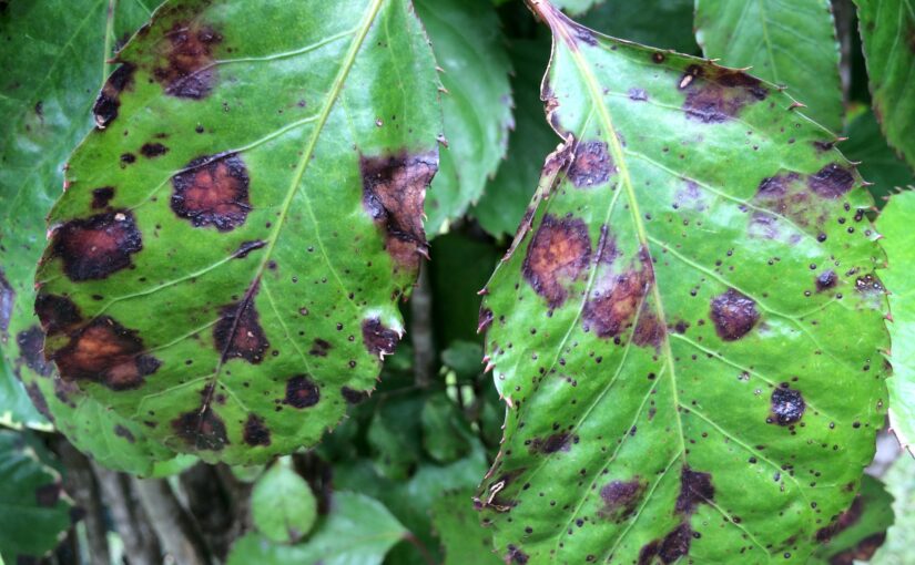 PlantCare Community - AI Plant Diagnosis & Care